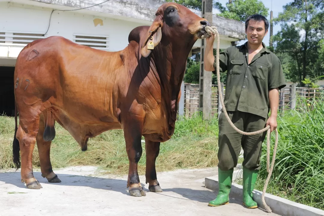 Bò Đực Giống Được Nuôi Dưỡng Và Khai Thác Tinh Ở Moncada